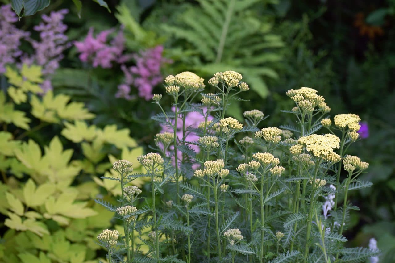 How to Deadhead Plants to Promote Blooms All Season Long - di Stefano ...